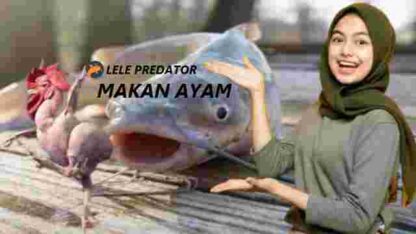 Pakan Lele Alternatif Dari Limbah Ayam Mati - sipjos.com